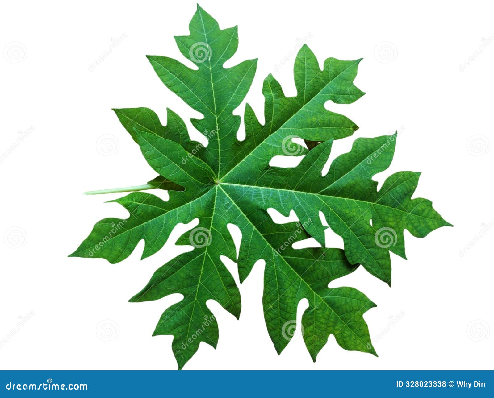 Papaya Leaf with Distinctive Lobed Shape Against a White Background ...