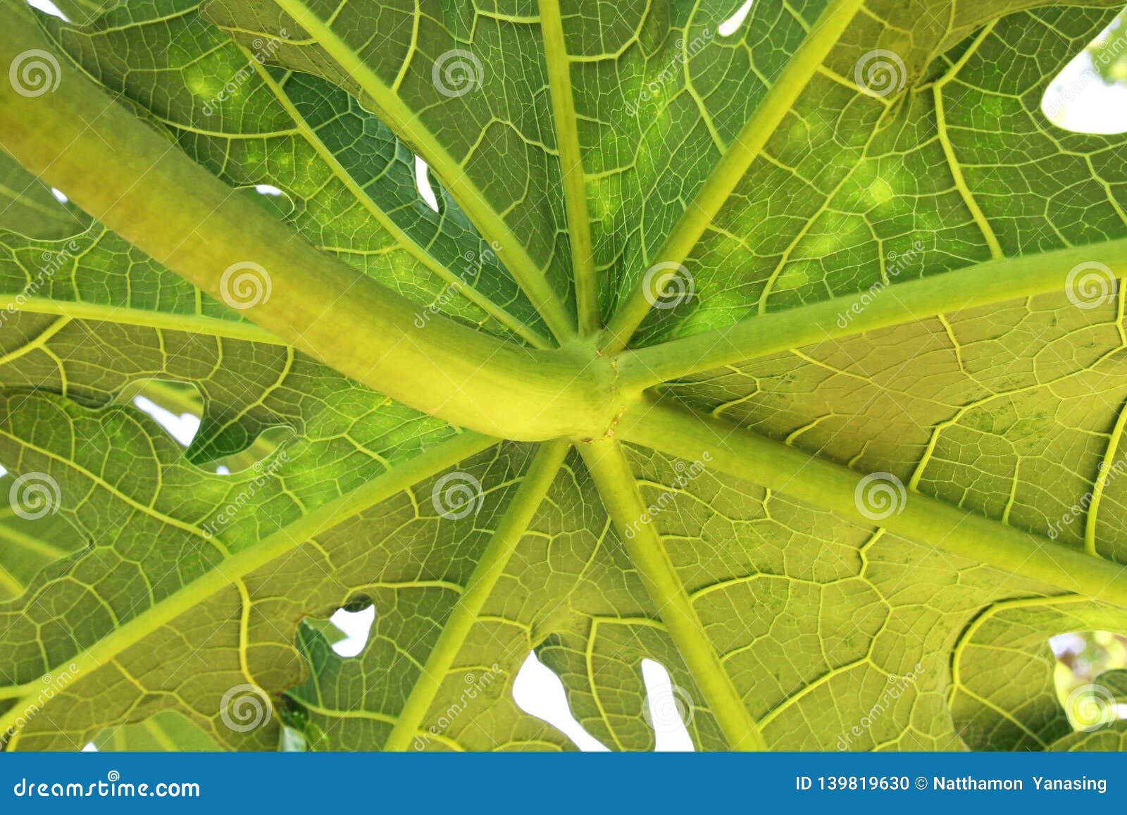 Papaya Leaf Texture Background, Tropical Fruit Plant Stock Photo ...
