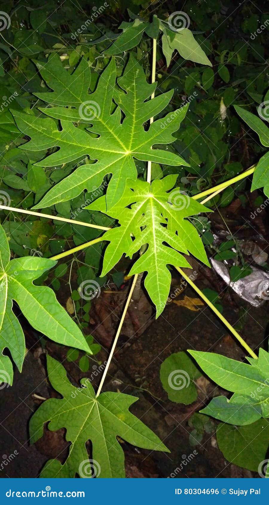 Royalty Free Images, Cartoons, Illustrations And Photos Designed By ...