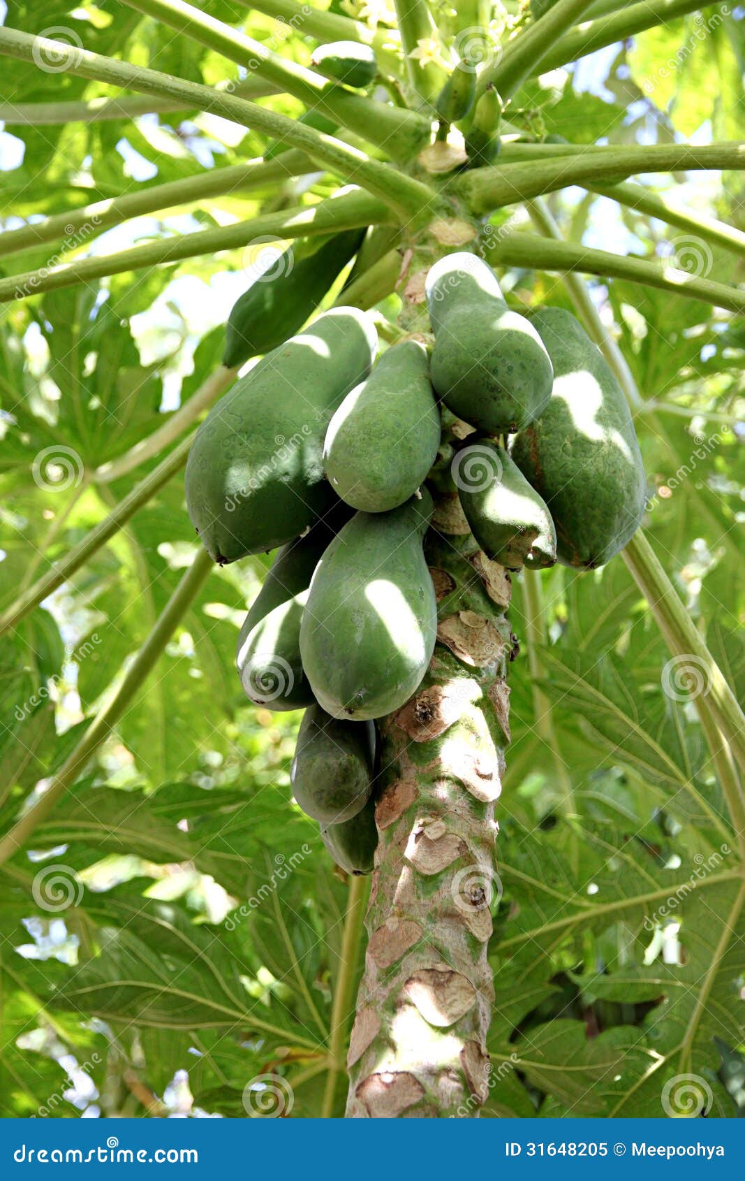 Papaya is not ripe. stock image. Image of grapes, papaya - 31648205