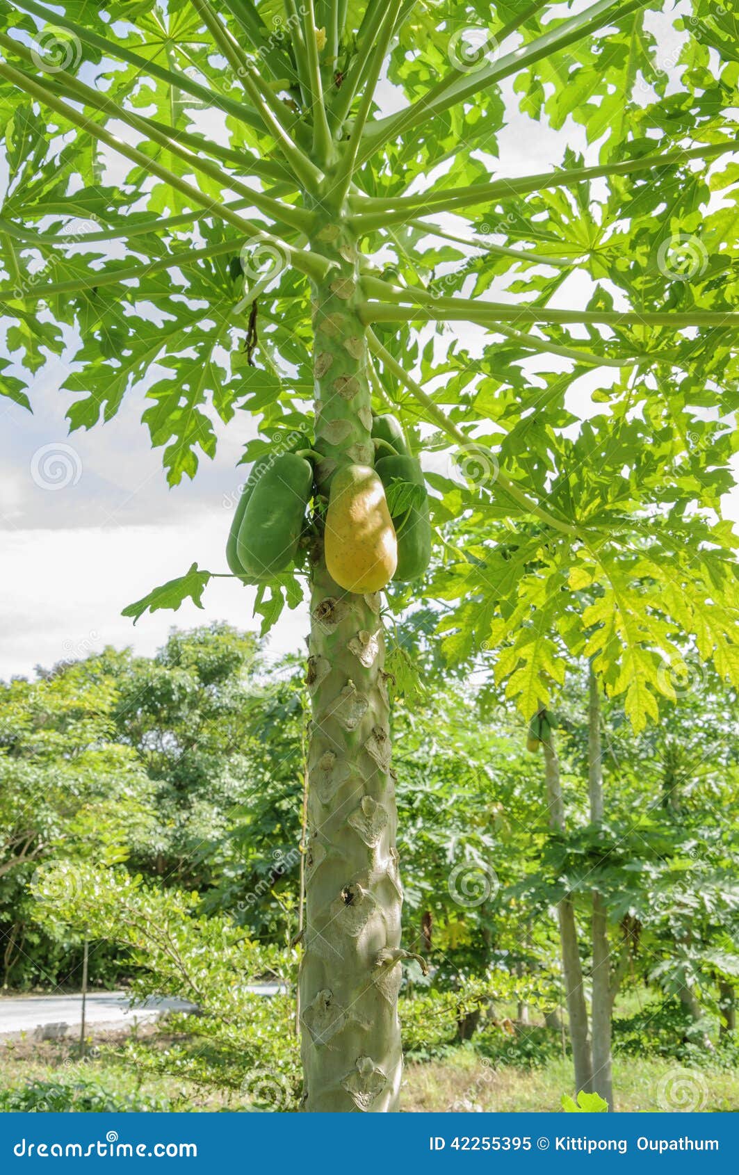 Papaya on the papaya tree stock image. Image of health - 42255395