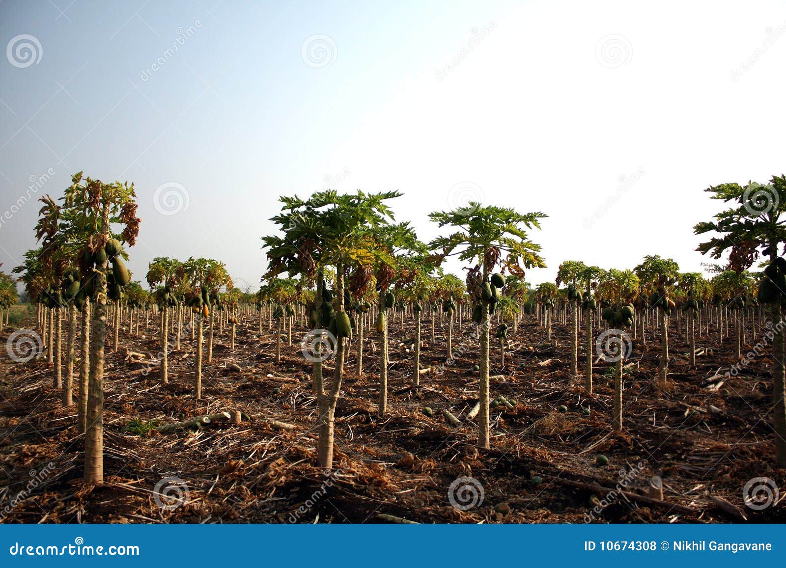 Papaya Plantation stock photo. Image of scenic, scene - 10674308