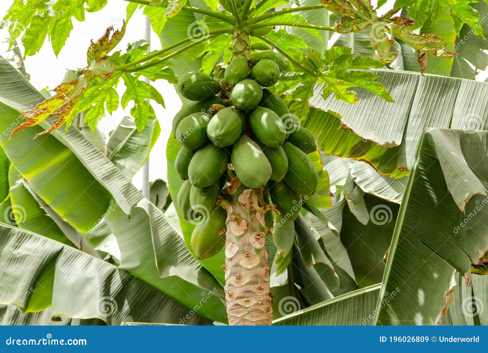 Papaya Plantation Field Papaya Tree Stock Image - Image of platano ...