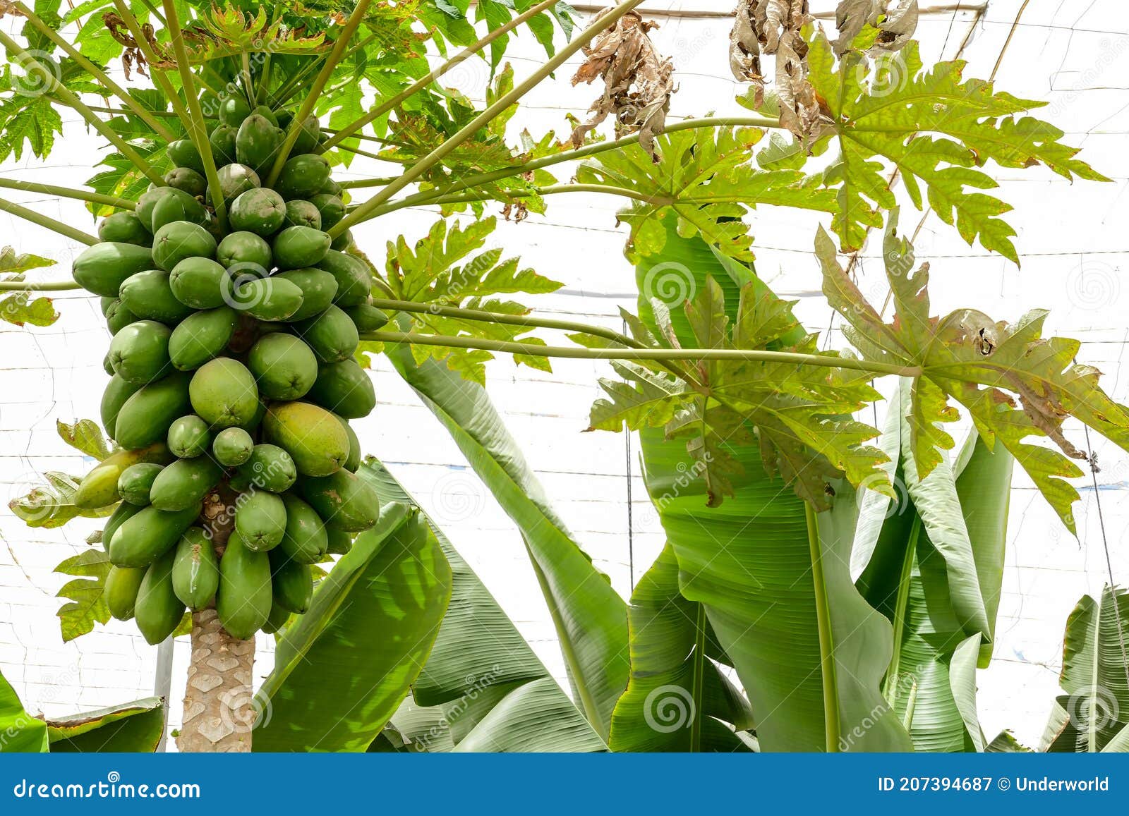 Papaya Plantation Field Papaya Tree Stock Image - Image of plantation ...