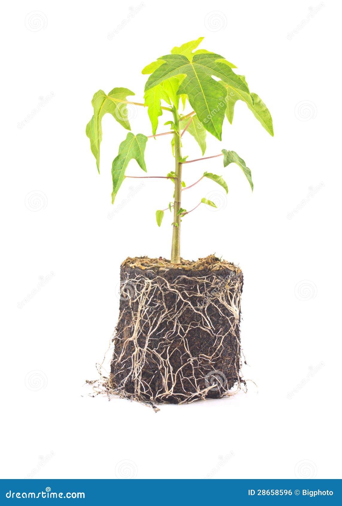 Papaya plants stock photo. Image of isolated, root, cultivated - 28658596