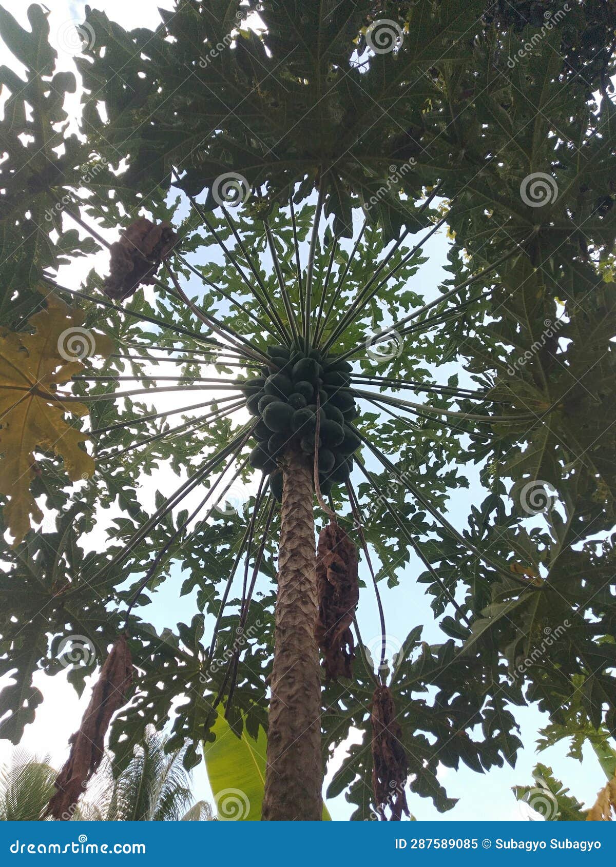 Papaya Plants Bear Heavy Fruit on Trees Stock Image - Image of nature ...