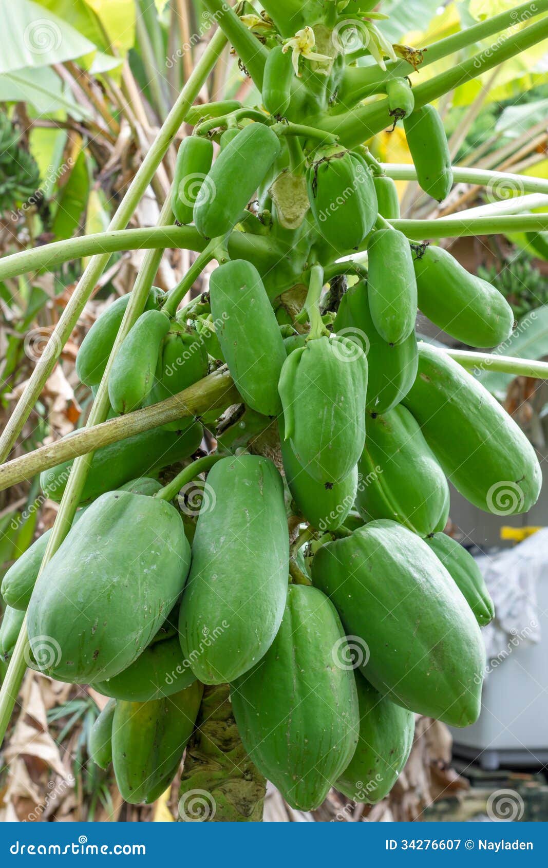Papaya stock image. Image of green, philippines, food - 34276607