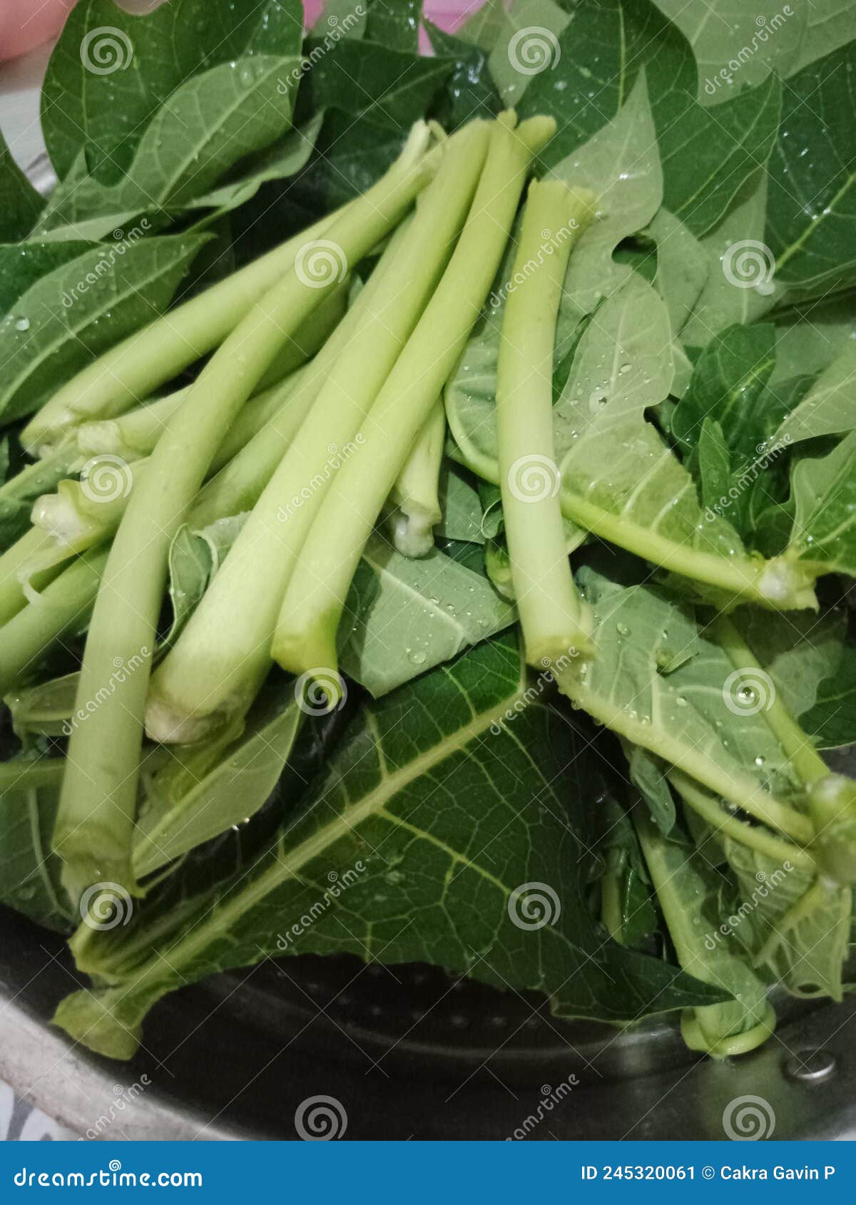 Papaya Sapling and Fresh Papaya Leaves Stock Image - Image of sapling ...