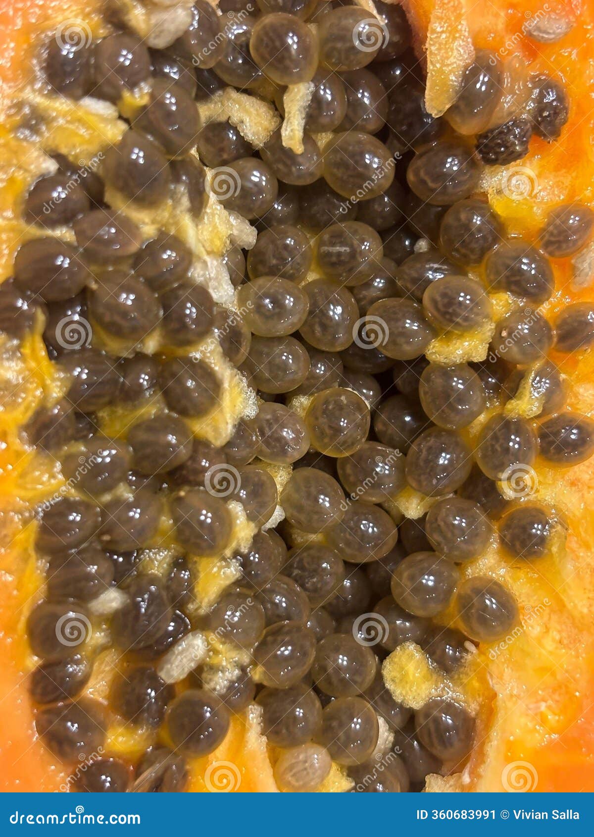 Papaya seed texture stock image. Image of organic, nutritious - 360683991