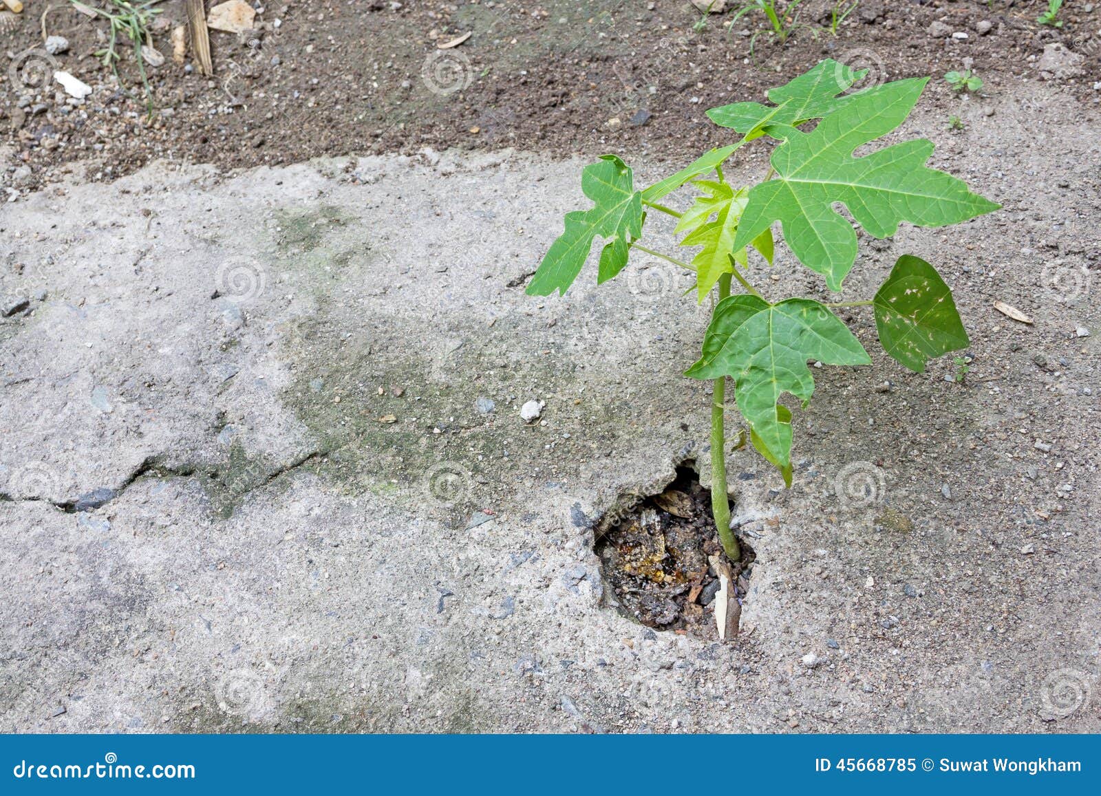 Papaya seedlings stock image. Image of seedlings, garden - 45668785