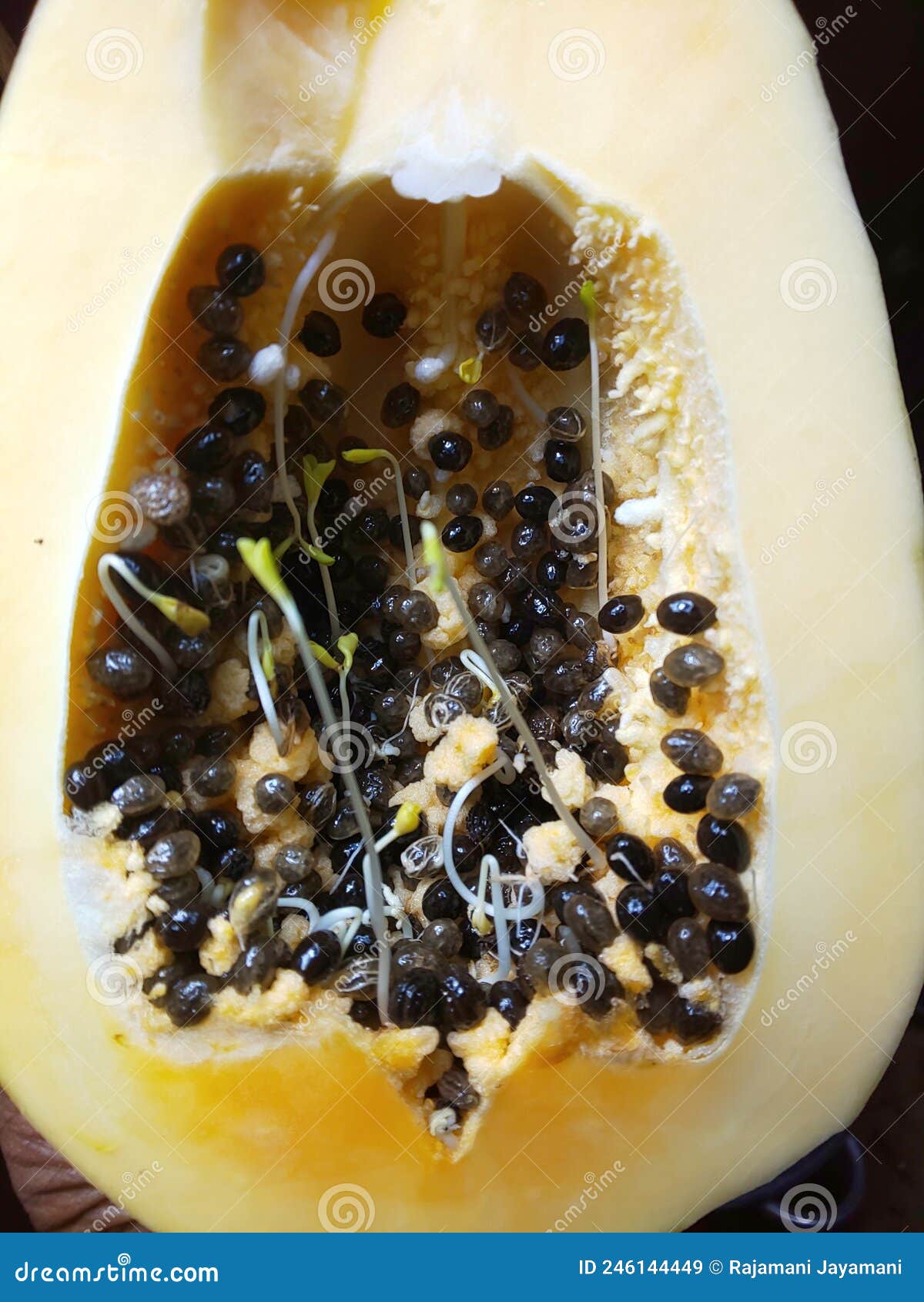 Papaya Seeds Germinated Inside the Fruit Stock Image - Image of ...