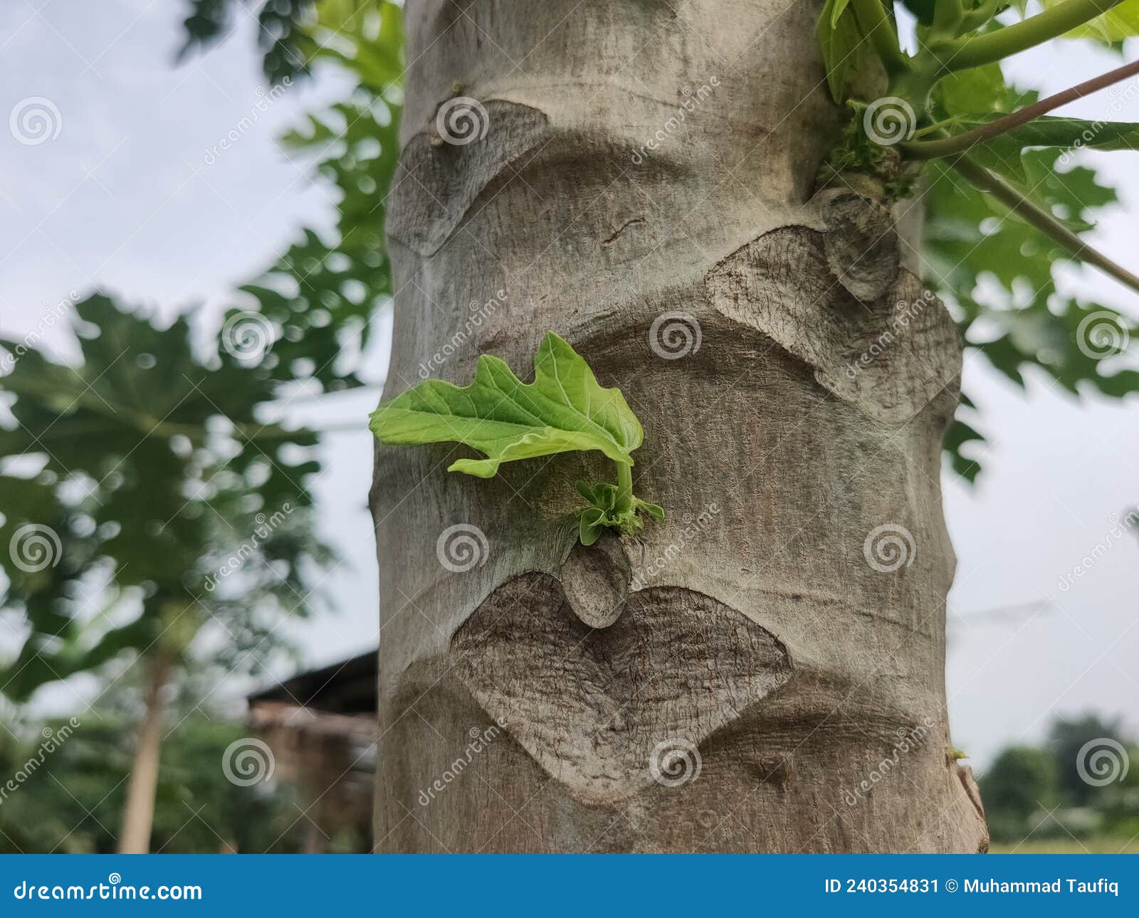 Main Stem Of The Banyan Tree Stock Photo | CartoonDealer.com #121087374