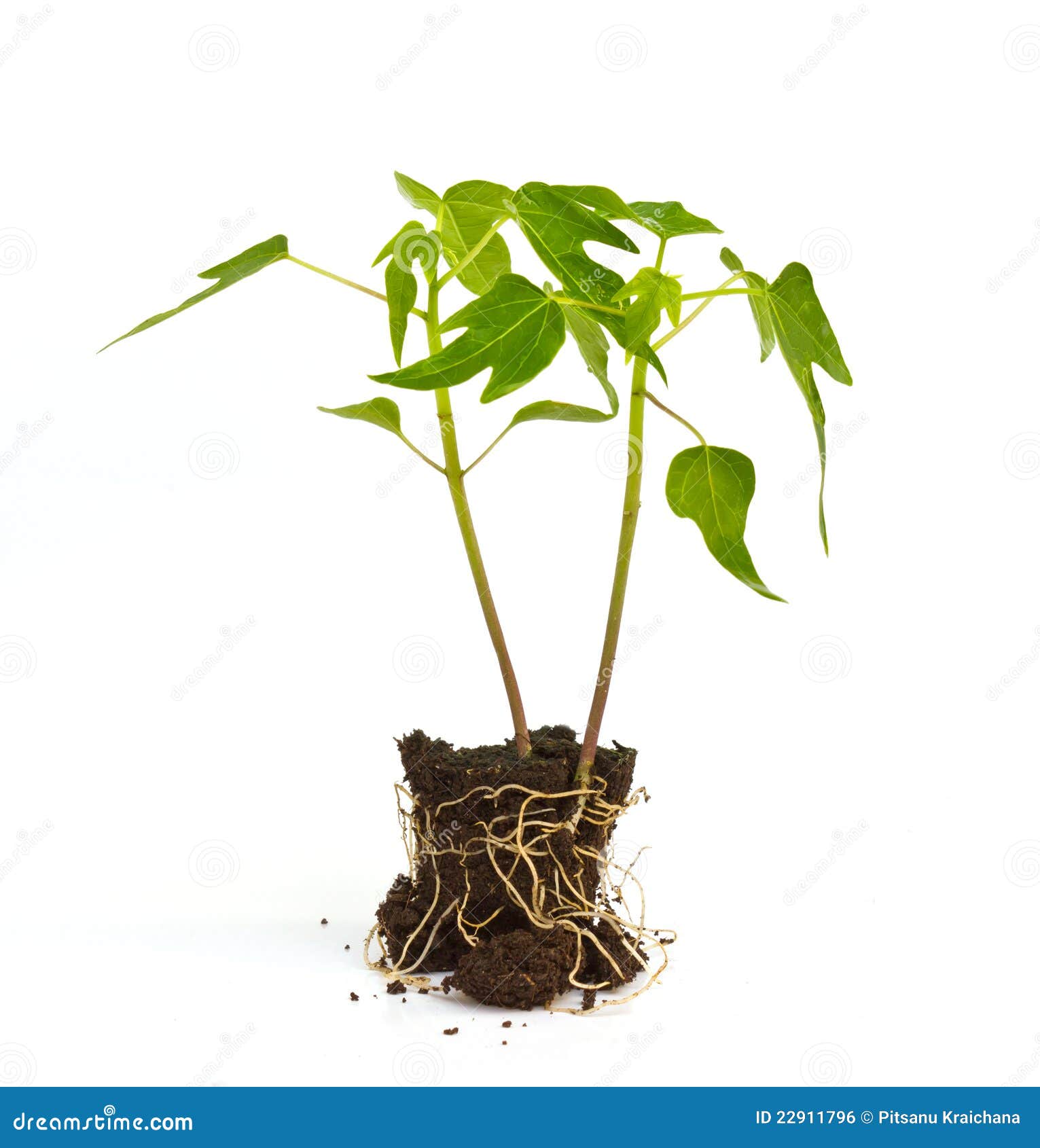 Papaya sprouts stock photo. Image of leaf, pawpaw, seedling - 22911796