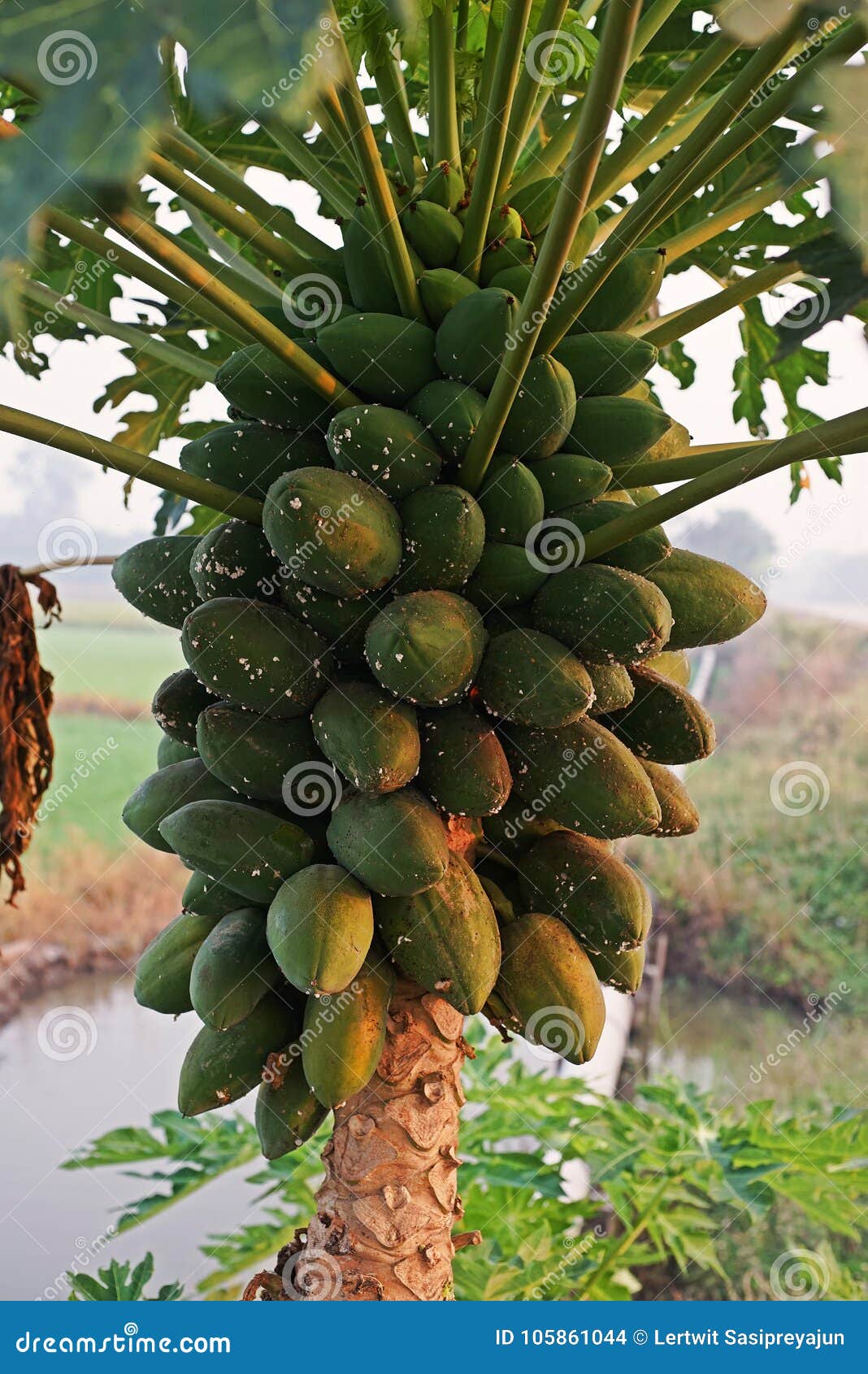 Papaya, Sucking Insect Infested on Fruit Stock Photo - Image of ...
