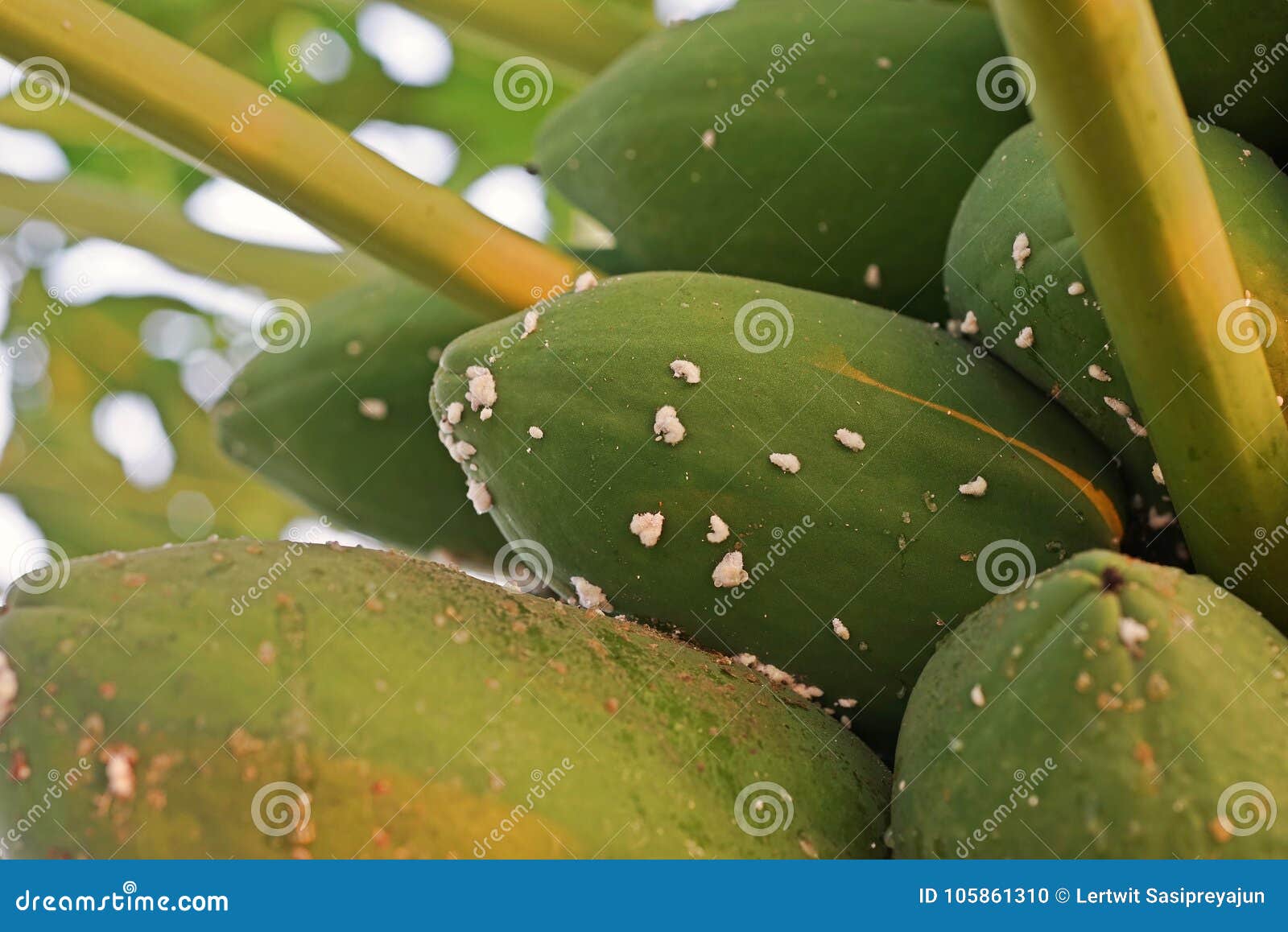 Papaya, Sucking Insect Infested on Fruit Stock Photo - Image of healthy ...