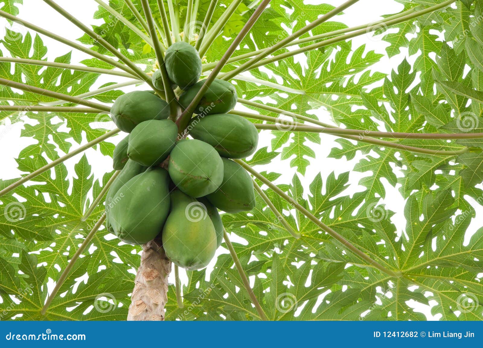Papaya tree stock photo. Image of leaves, abundant, fruitful - 12412682