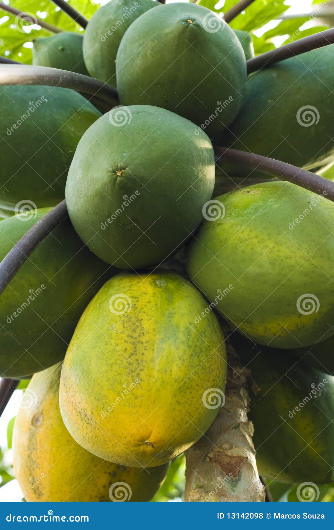 Papaya Tree stock photo. Image of agriculture, plantation - 13142098