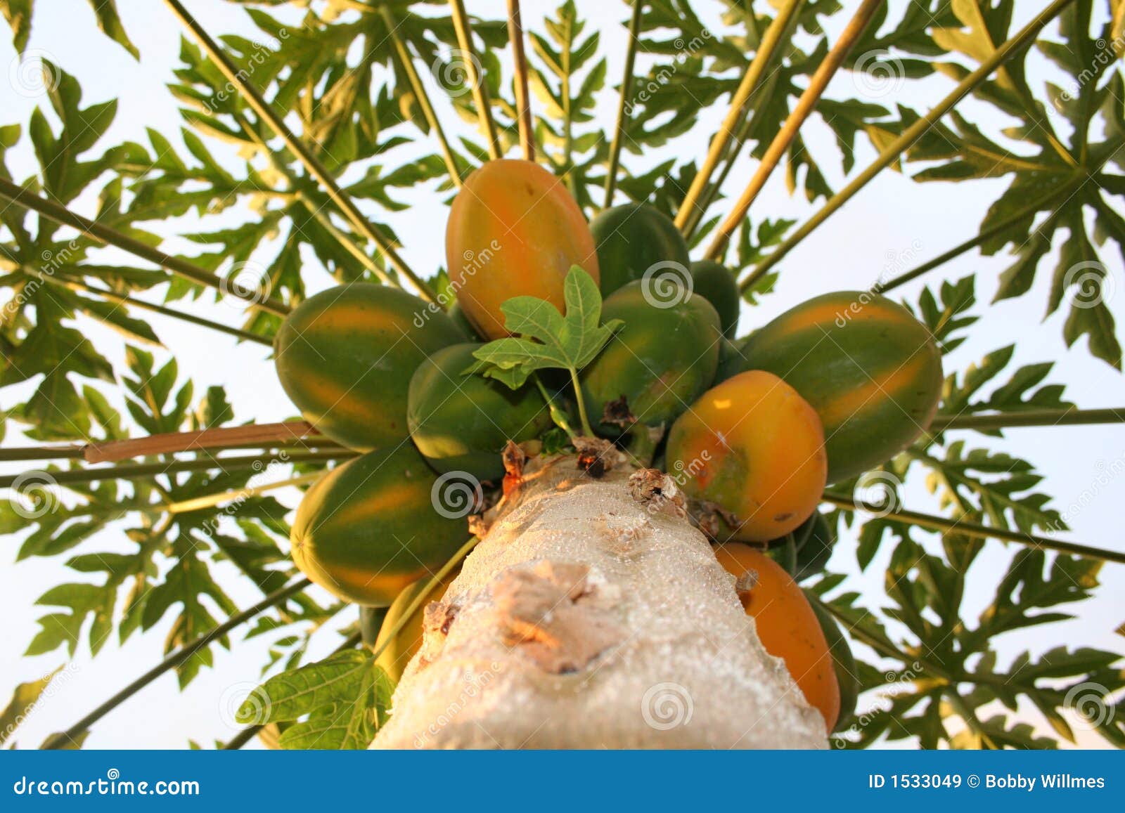 Papaya tree stock image. Image of papaya, branches, tropical - 1533049