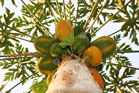 Papaya tree stock image. Image of papaya, branches, tropical - 1533049