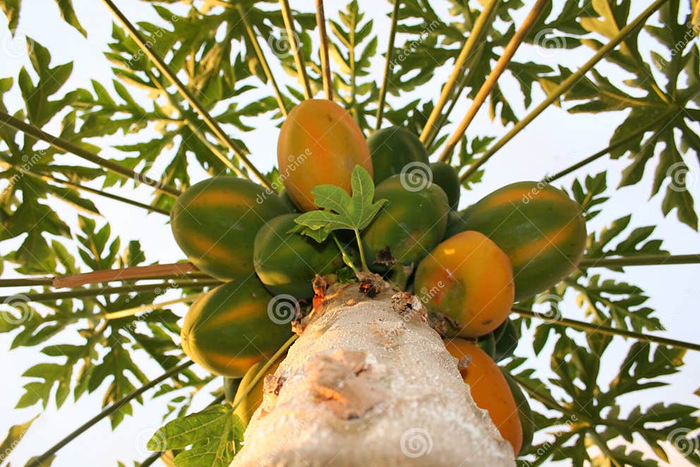 Papaya tree stock image. Image of papaya, branches, tropical - 1533049