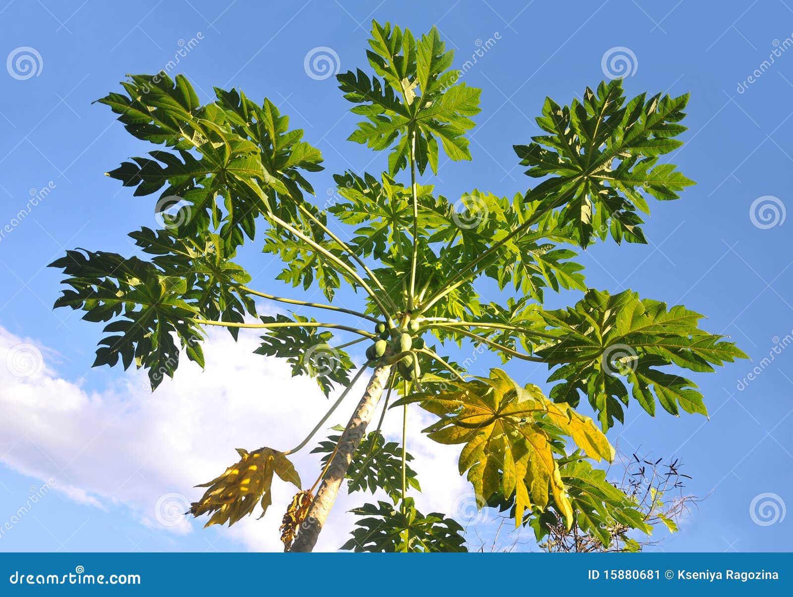 Papaya Tree stock image. Image of trunk, nature, rainforest - 15880681