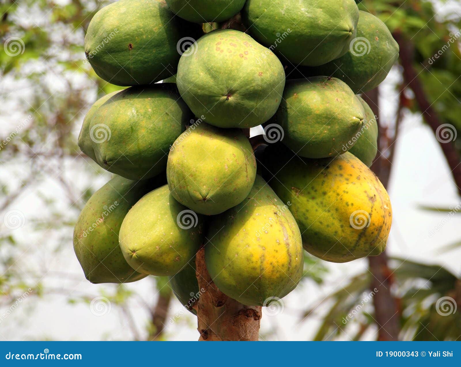 Papaya Tree stock image. Image of yellow, cluster, fruit - 19000343