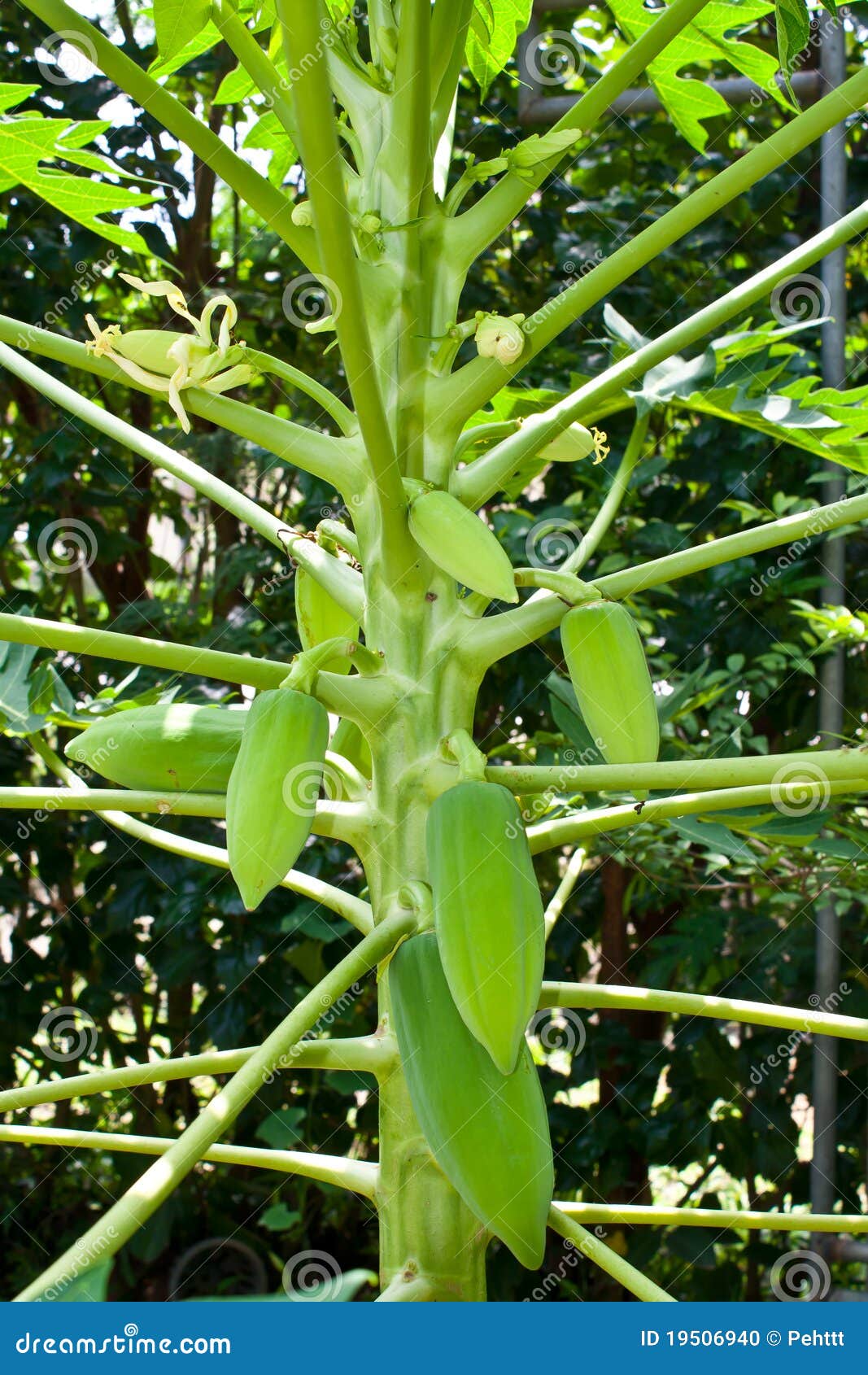A papaya on tree stock photo. Image of bunch, asian, green - 19506940