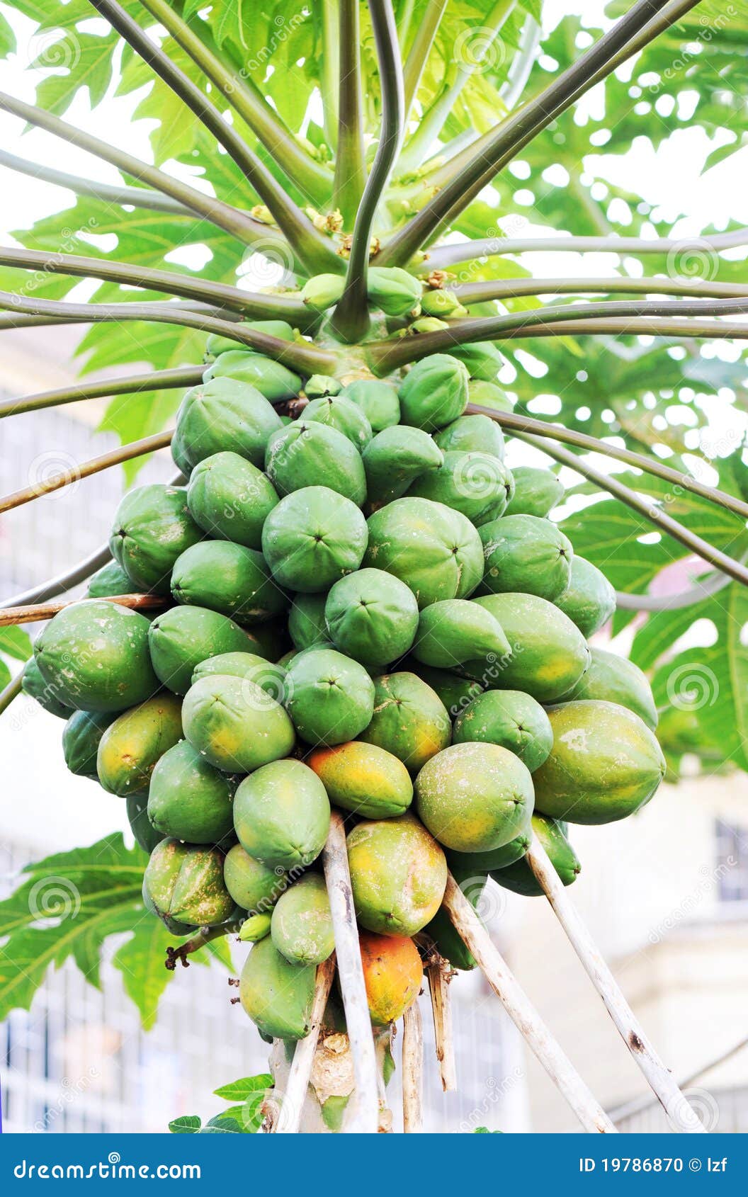 Papaya on the tree stock photo. Image of floristic, growing - 19786870