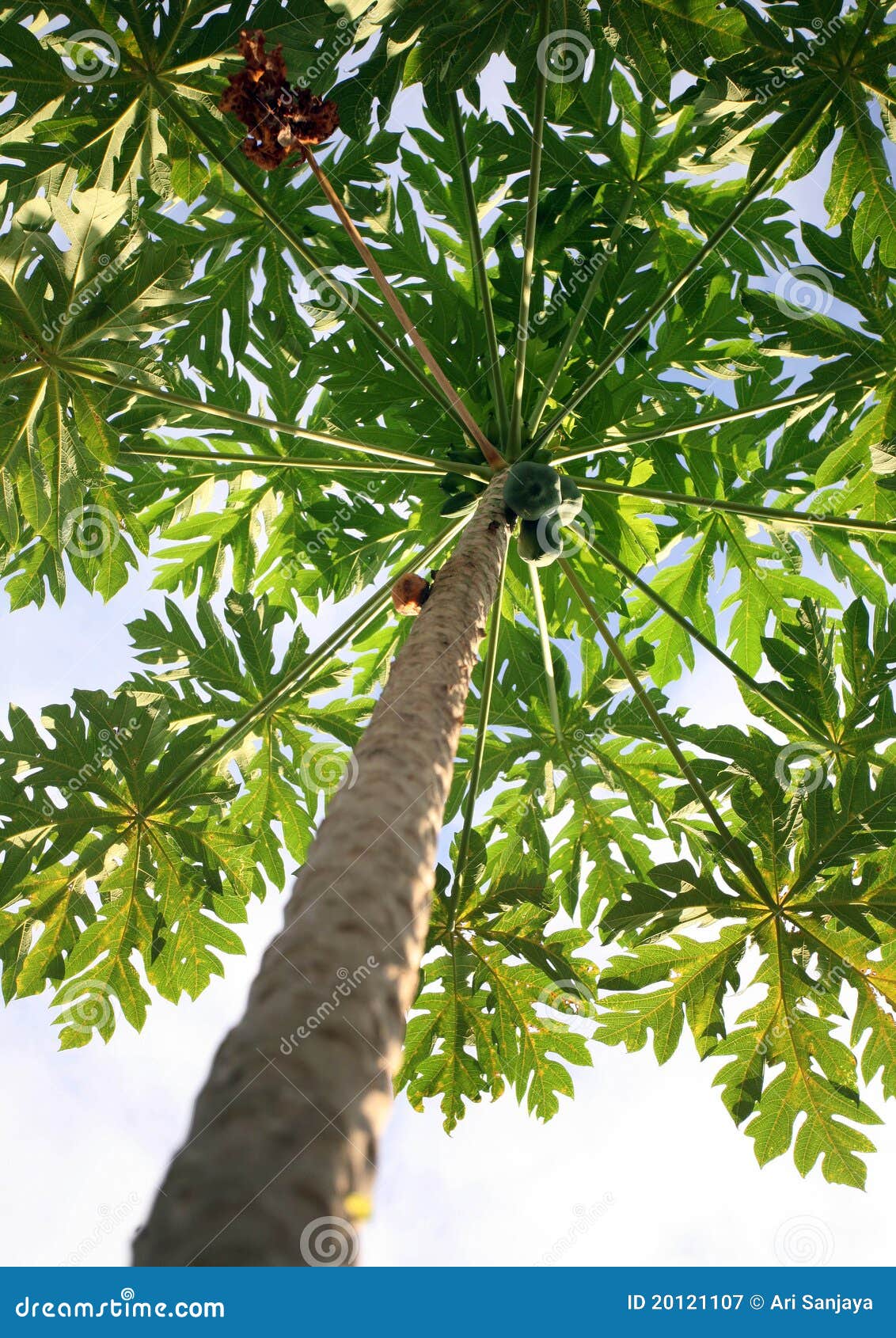Papaya tree stock image. Image of fruit, food, arecales - 20121107