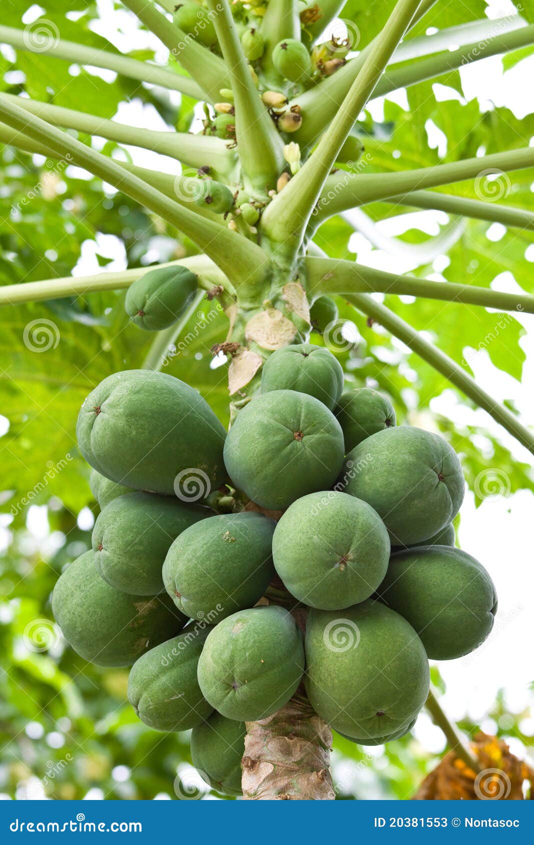 Papaya on the tree. stock image. Image of isolated, fresh - 20381553