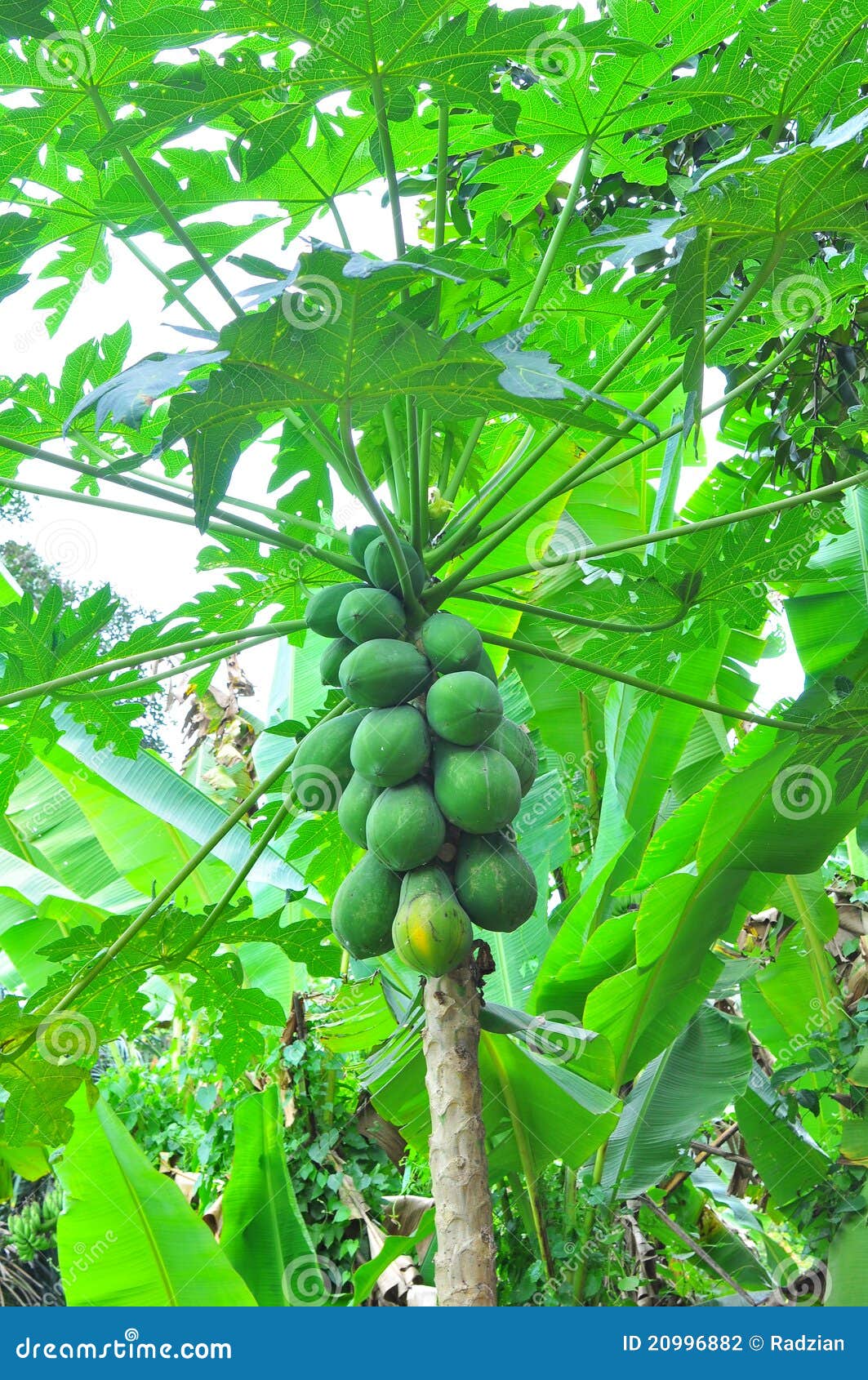 Papaya tree stock photo. Image of grow, fleshy, greenish - 20996882