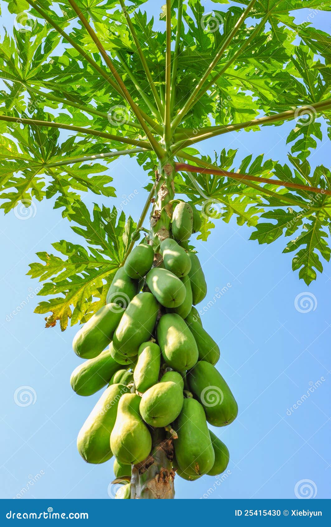 Papaya Tree Texture. Vertical Photos, Kates Stem Texture Portraits ...