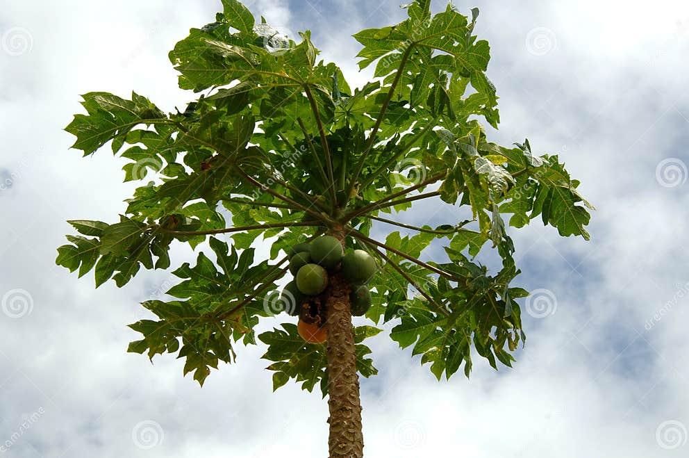 Papaya tree stock photo. Image of green, fruit, natural - 2709106