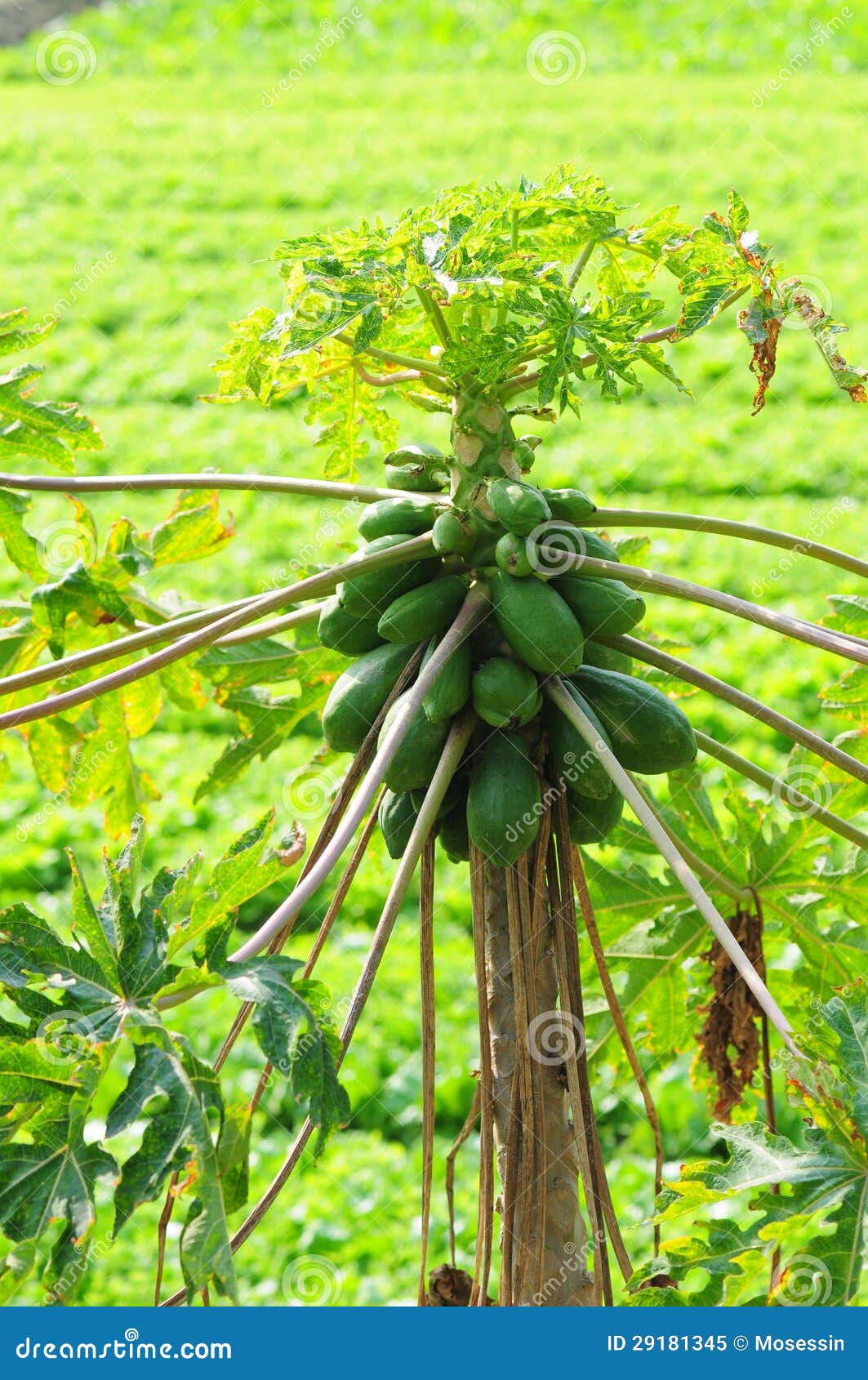 Papaya tree stock image. Image of cultivate, nature, grow - 29181345