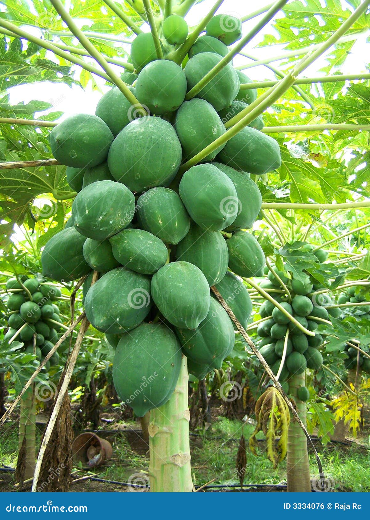 Papaya Tree Royalty Free Stock Image - Image: 3334076