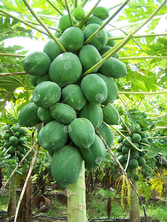 Papaya tree stock photo. Image of diet, tree, papaia, bright - 3334076