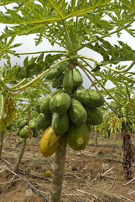 Papaya tree stock photo. Image of seed, diet, papaya, ripe - 3435694