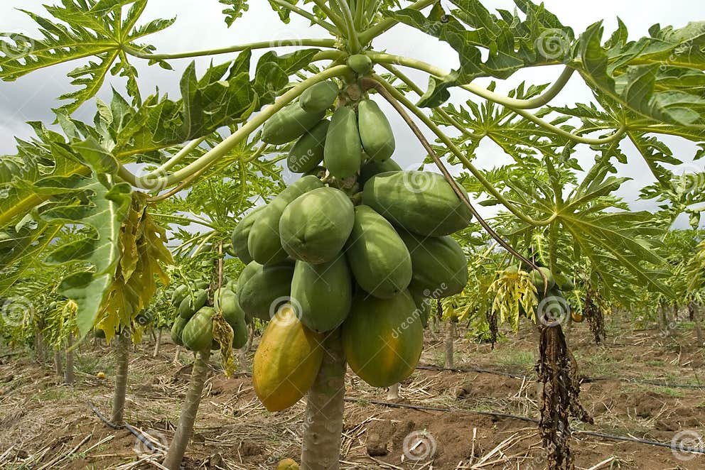 Papaya tree stock photo. Image of mexico, fruit, nature - 3435696