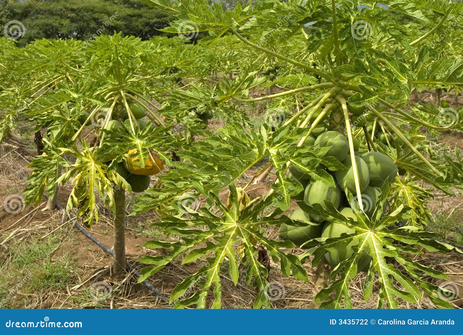 Papaya tree stock photo. Image of dieting, papain, pulp - 3435722