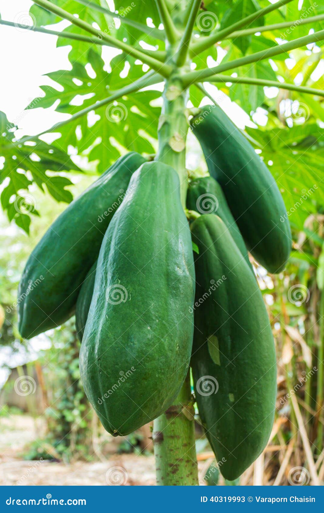 Papaya tree stock image. Image of slice, natural, delicious - 40319993