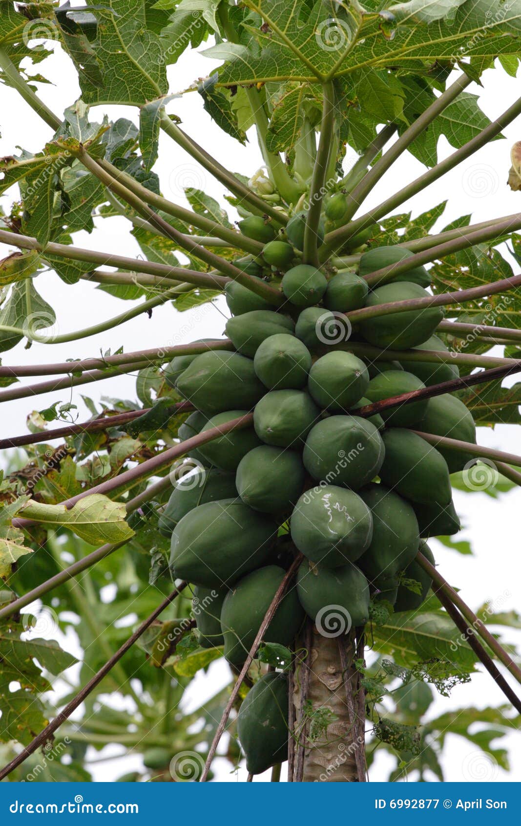 Papaya tree stock image. Image of exotic, philippines - 6992877