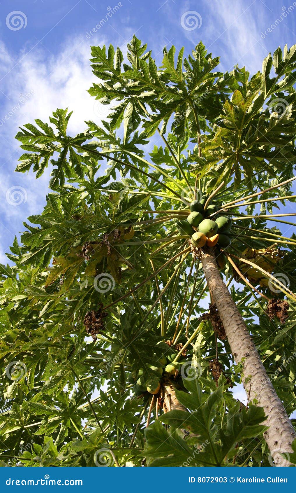 Papaya Tree stock image. Image of fruit, yellow, food - 8072903