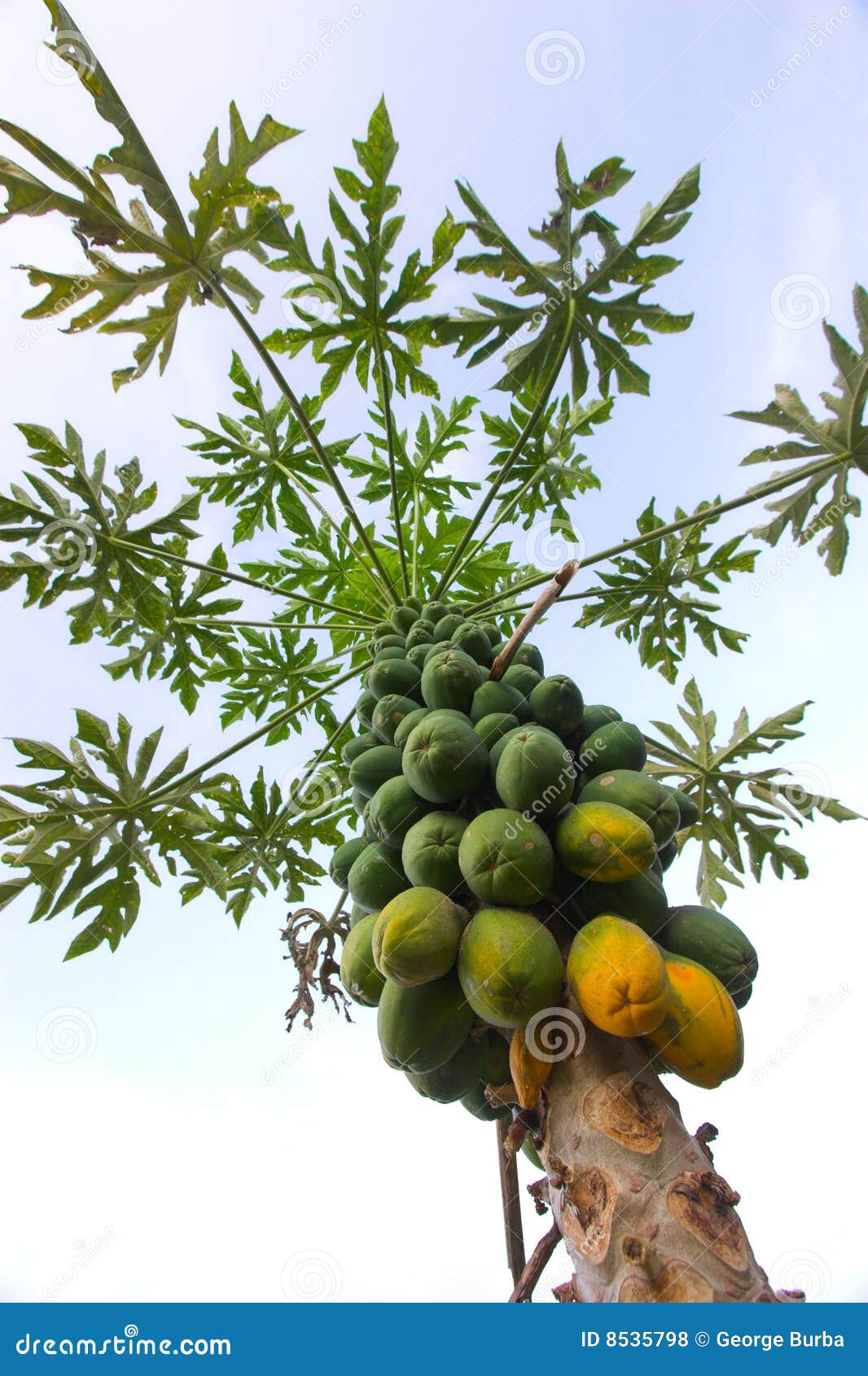 Papaya tree stock photo. Image of lush, fruit, trunk, tropics - 8535798