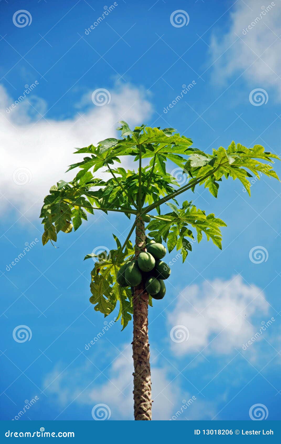 Papaya Tree Against the Sky Stock Photo - Image of blue, love: 13018206