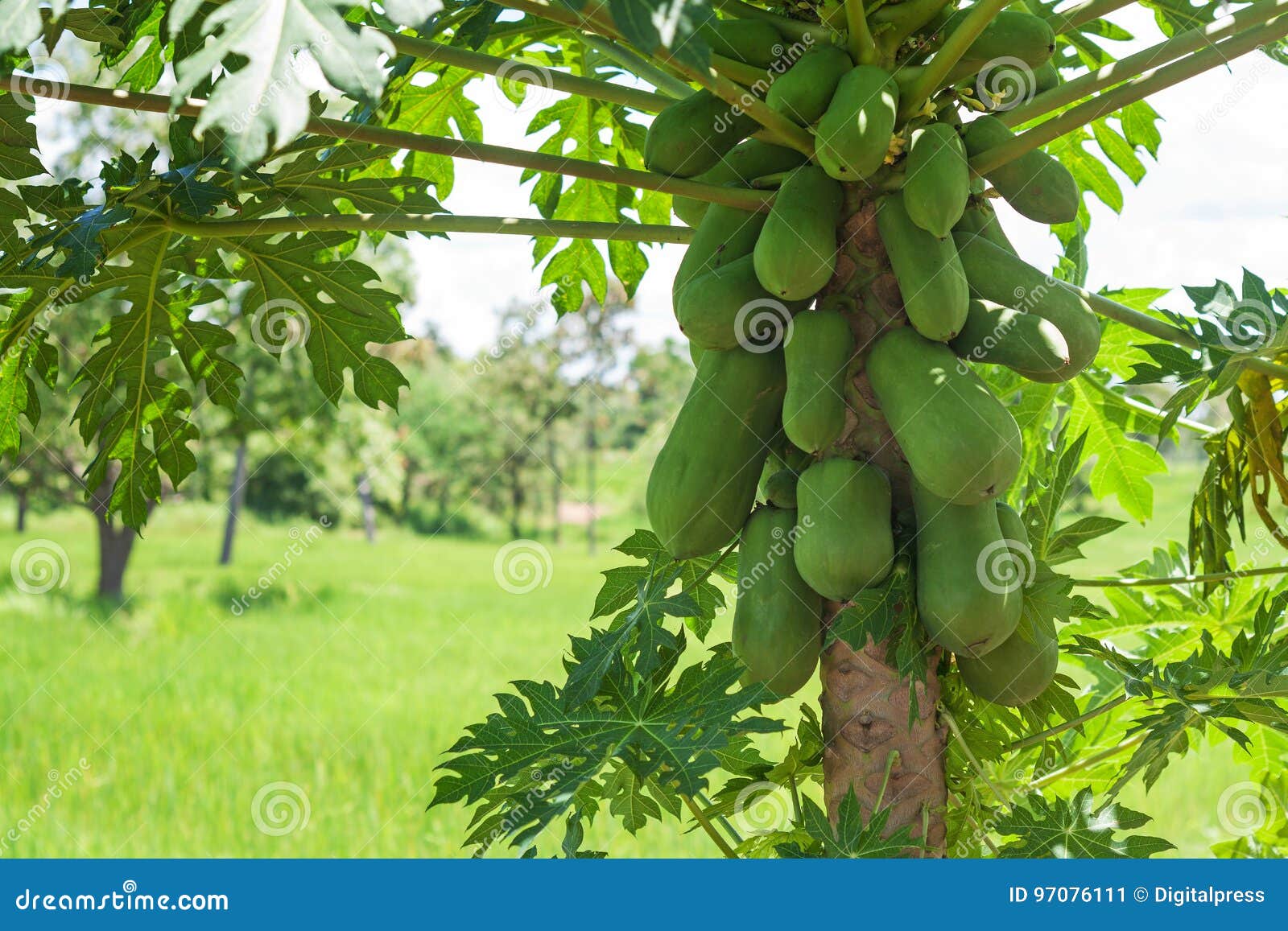 Papaya Tree stock image. Image of people, crop, tropical - 97076111