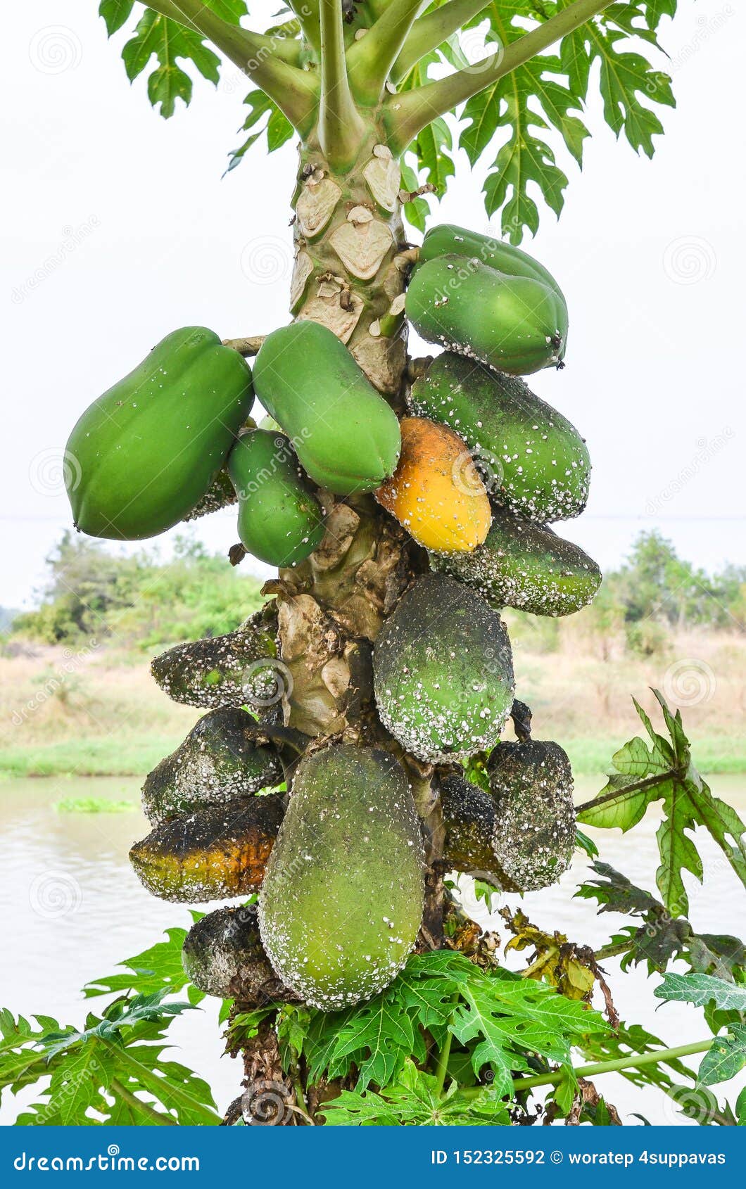 Papaya tree stock photo. Image of sweet, organic, grow - 152325592
