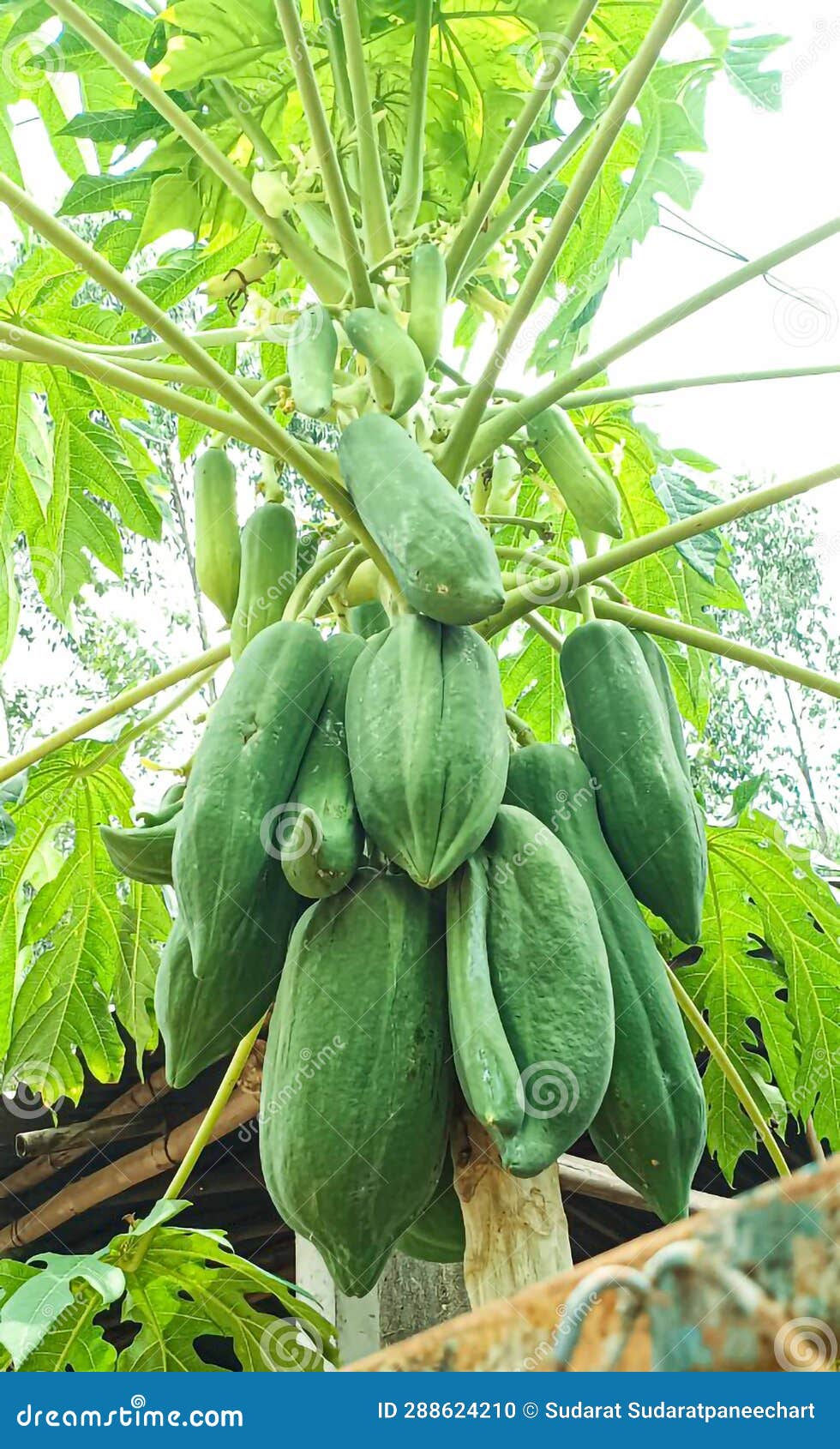 Papaya Tree Papaya Baby Papaya Leaves Big Leaves Green Stock Photo ...