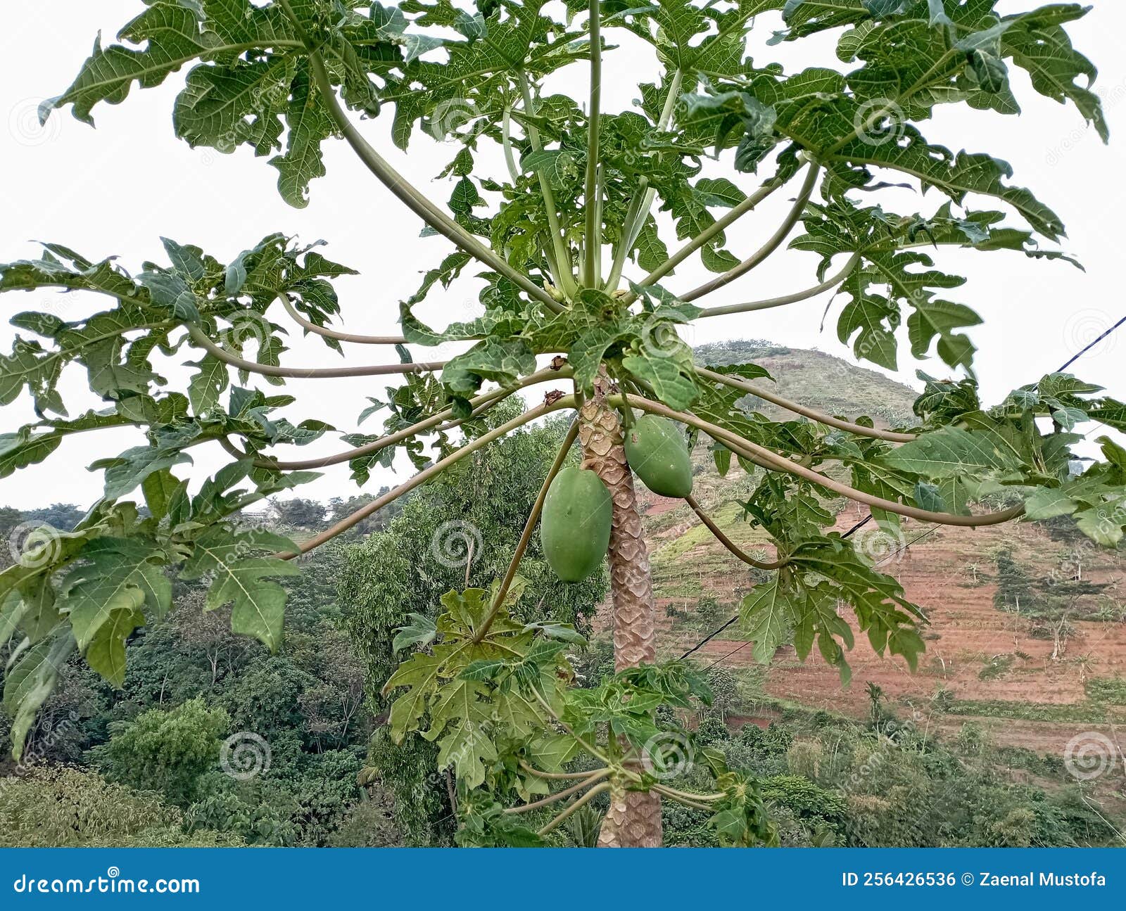 Papaya Tree is Bearing Fruit, Mini Papaya Tree Under the Foot of the ...