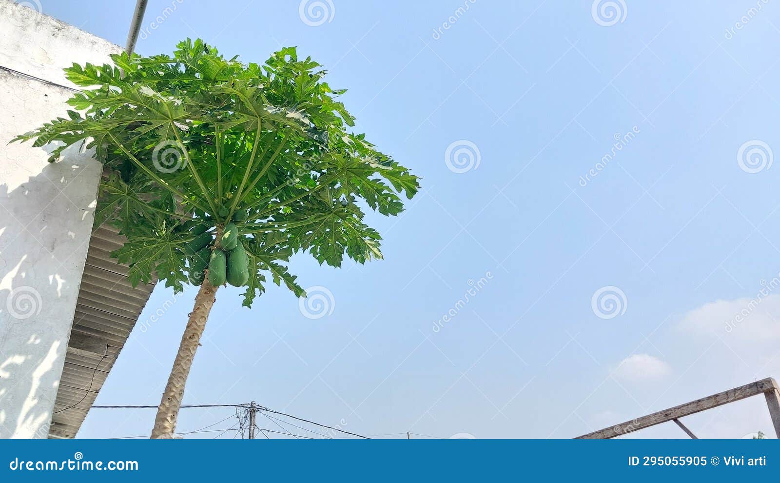 Papaya Tree with Beautiful Blue Sky for Background Stock Image - Image ...