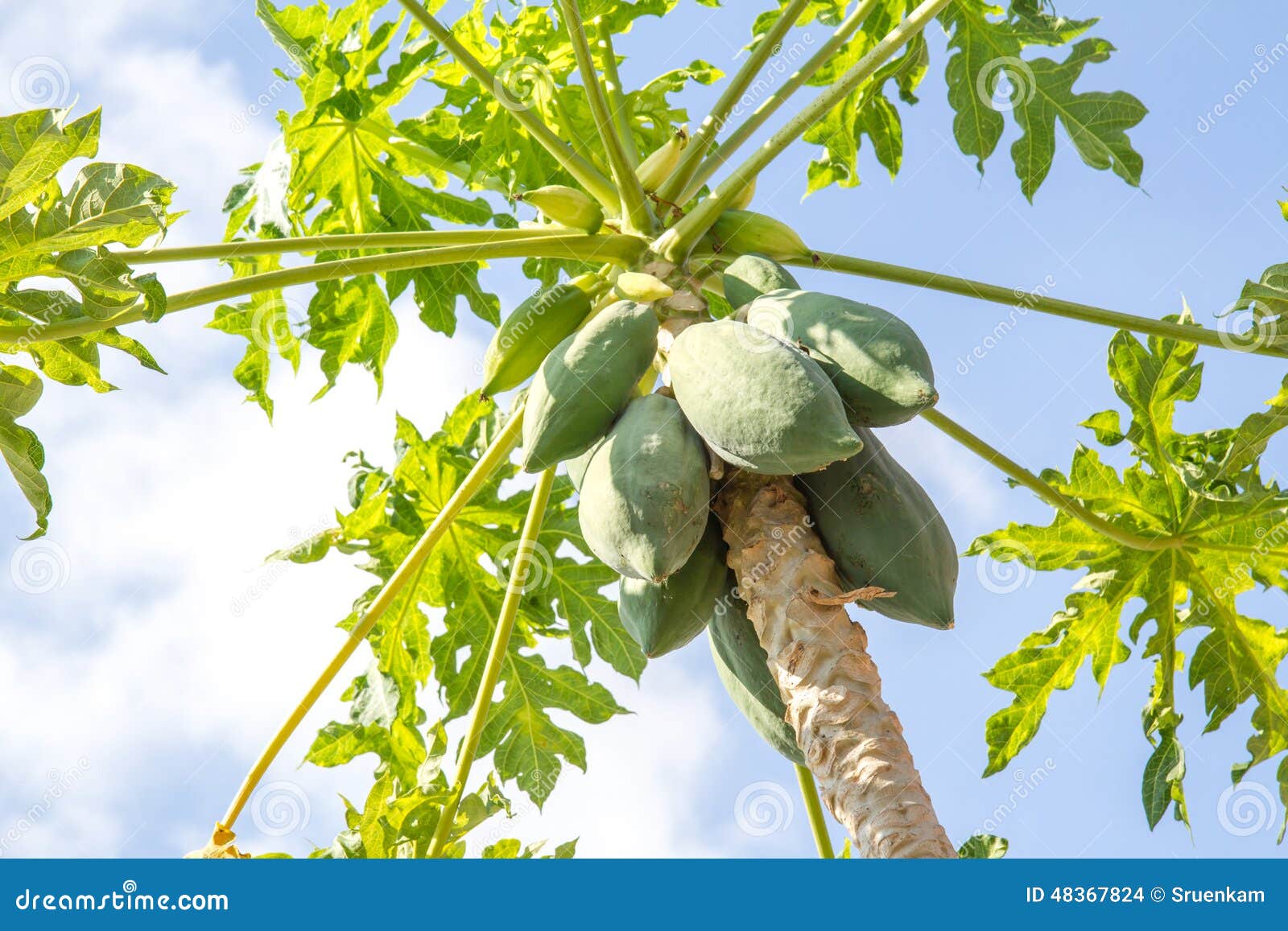 Papaya Tree stock photo. Image of bean, grape, green - 48367824